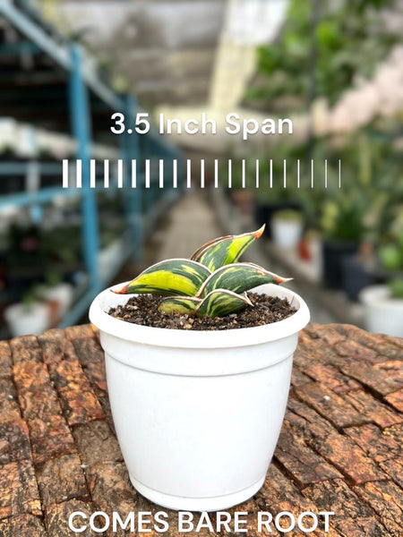 Sansevieria Rorida Variegated – Fermosa plants