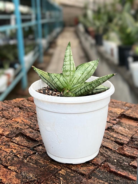Sansevieria Manee – Fermosa plants