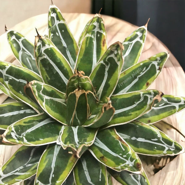 Agave AVR ‘Ring of Gold’ – Fermosa plants